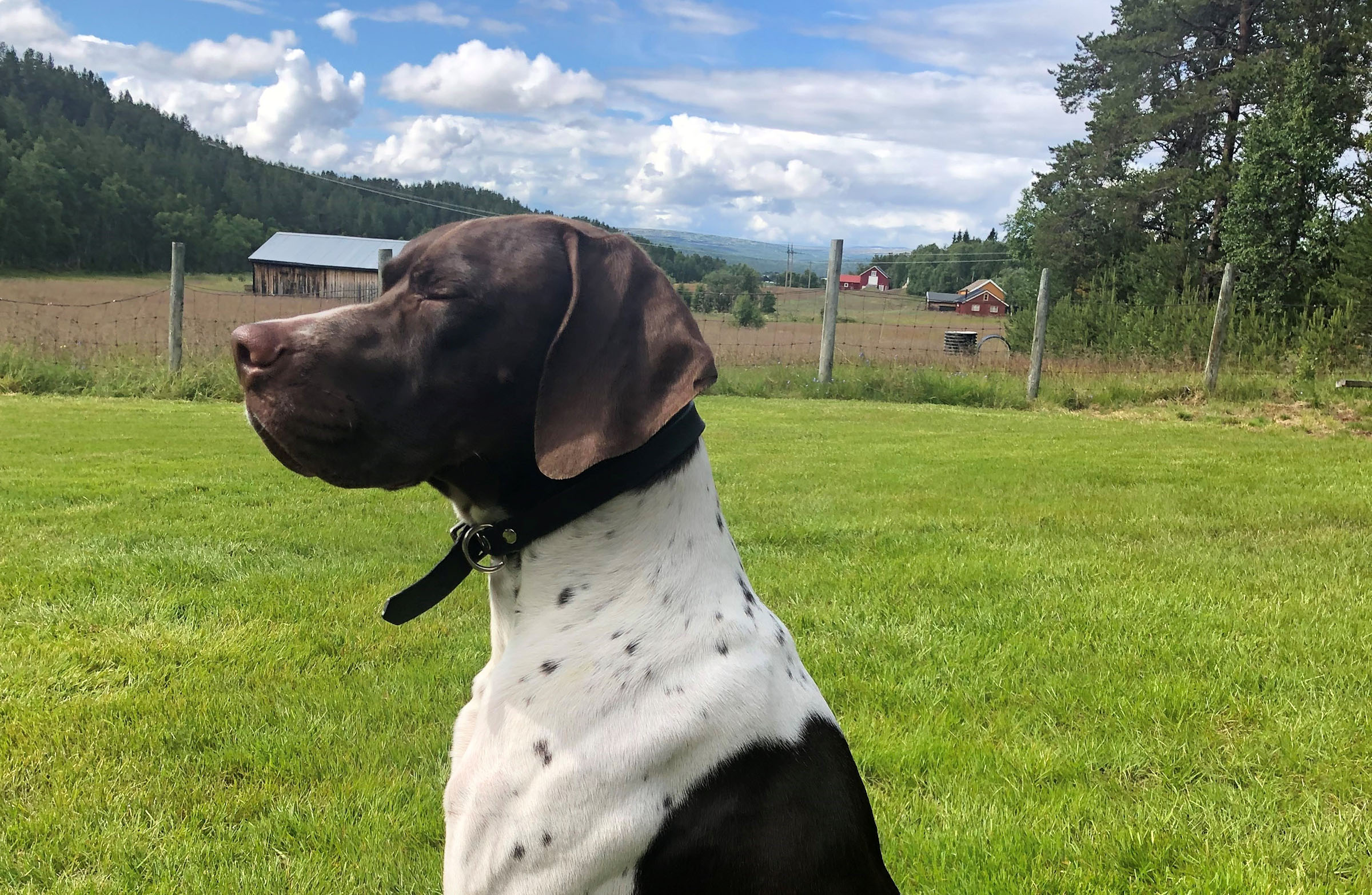 Hvor mye koster det å ha hund? | Sparebanken Norge (Sør)